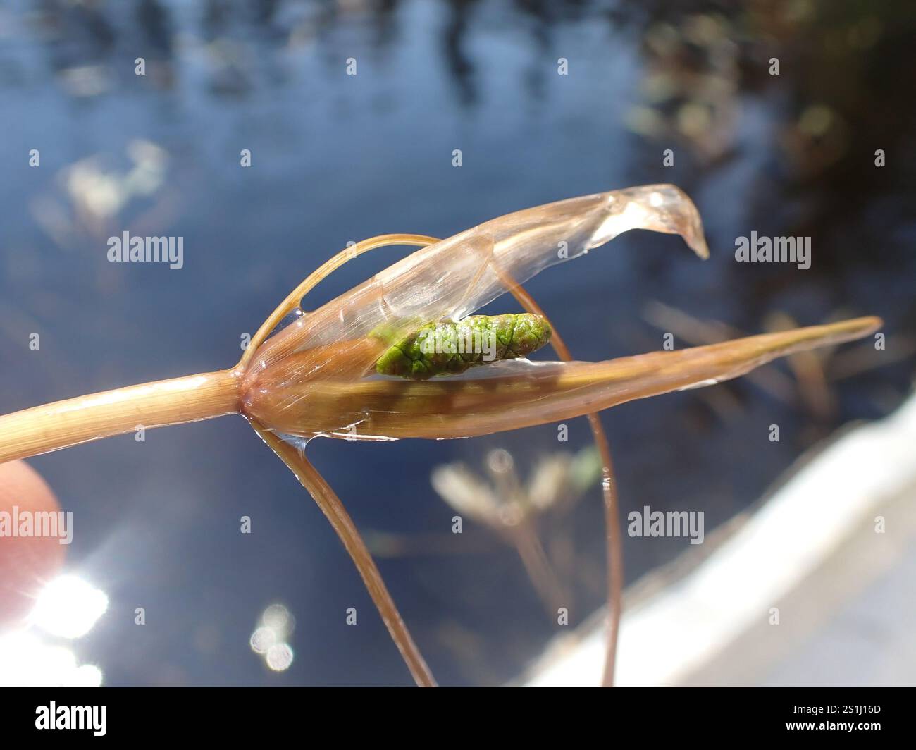 pondweed family (Potamogetonaceae Stock Photo - Alamy