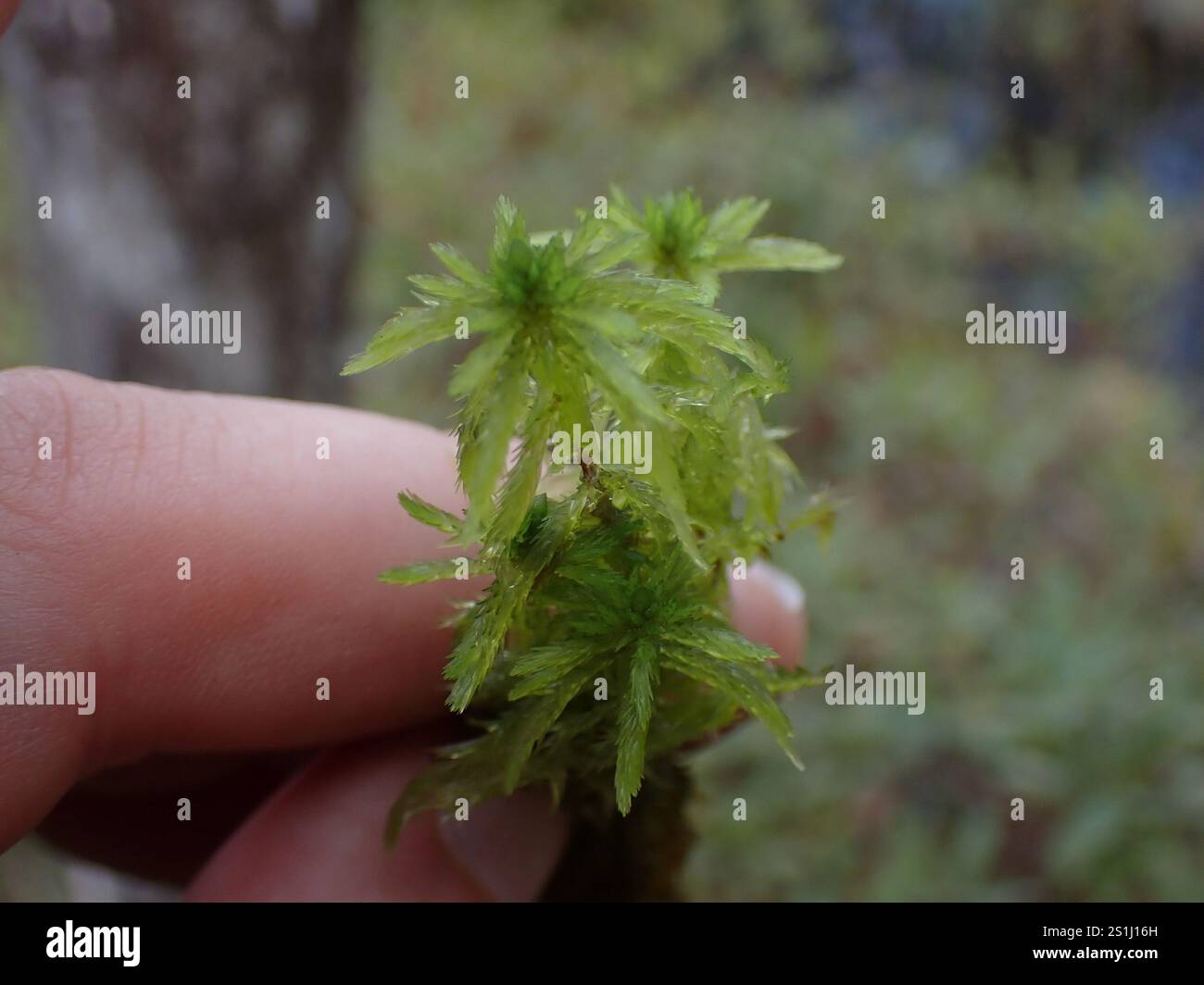Papillose Peatmoss (Sphagnum papillosum Stock Photo - Alamy