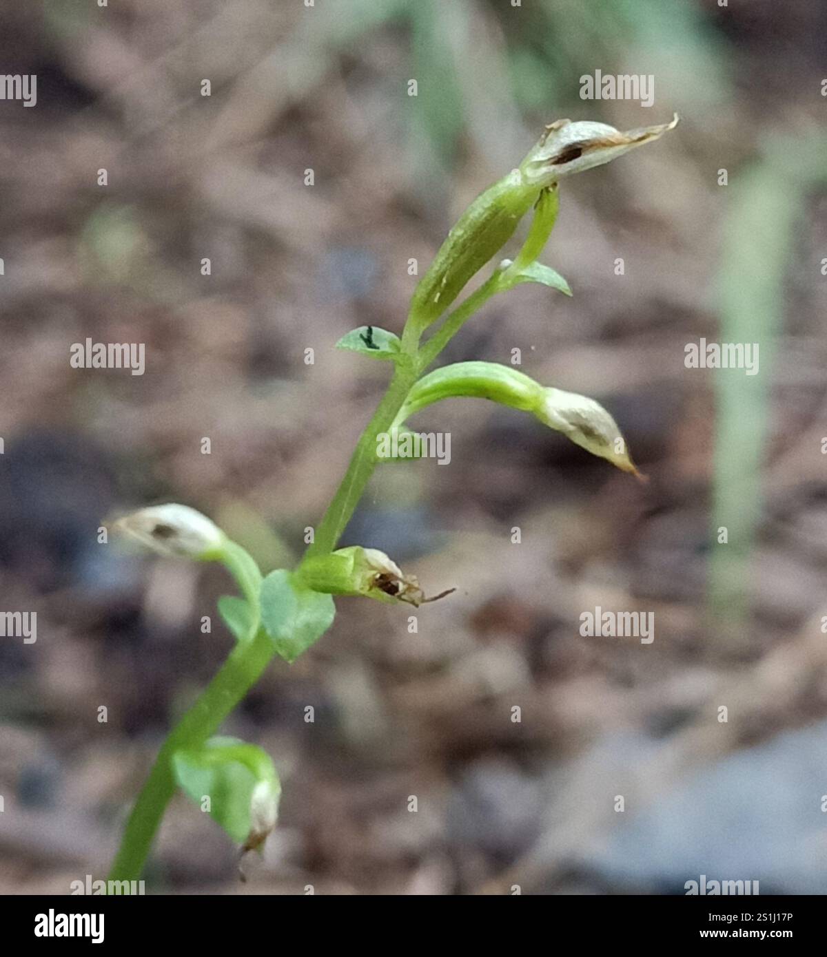 Pixie cap (Acianthus sinclairii Stock Photo - Alamy
