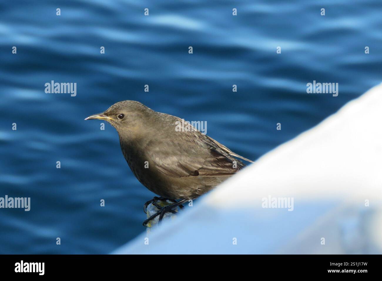 Blackish Cinclodes (Cinclodes antarcticus Stock Photo - Alamy