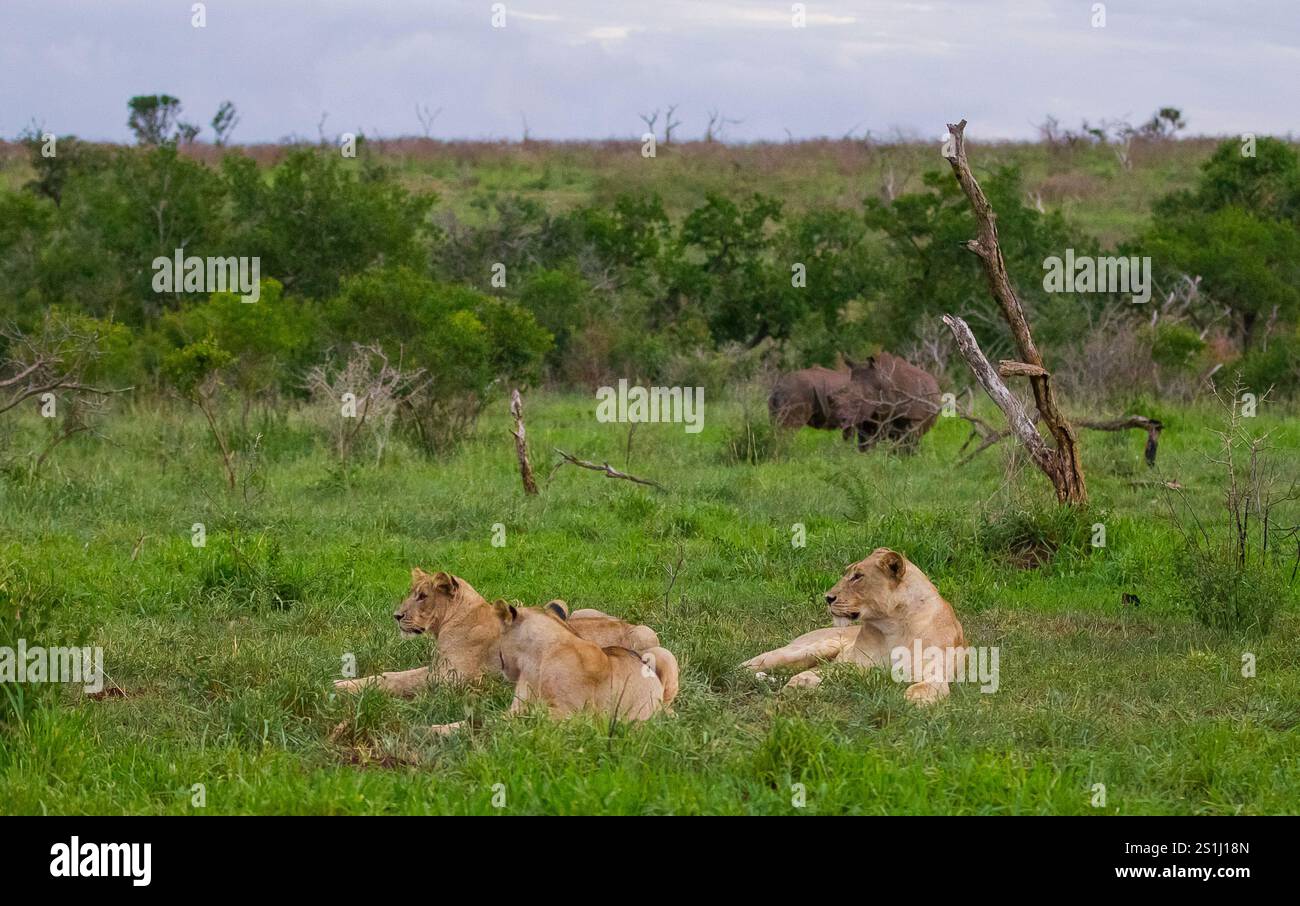 Lions (Panthera leo) often hunt in groups at National Parks in South ...