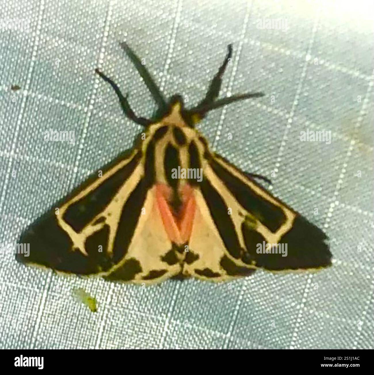 Harnessed Tiger Moth (Apantesis phalerata Stock Photo - Alamy
