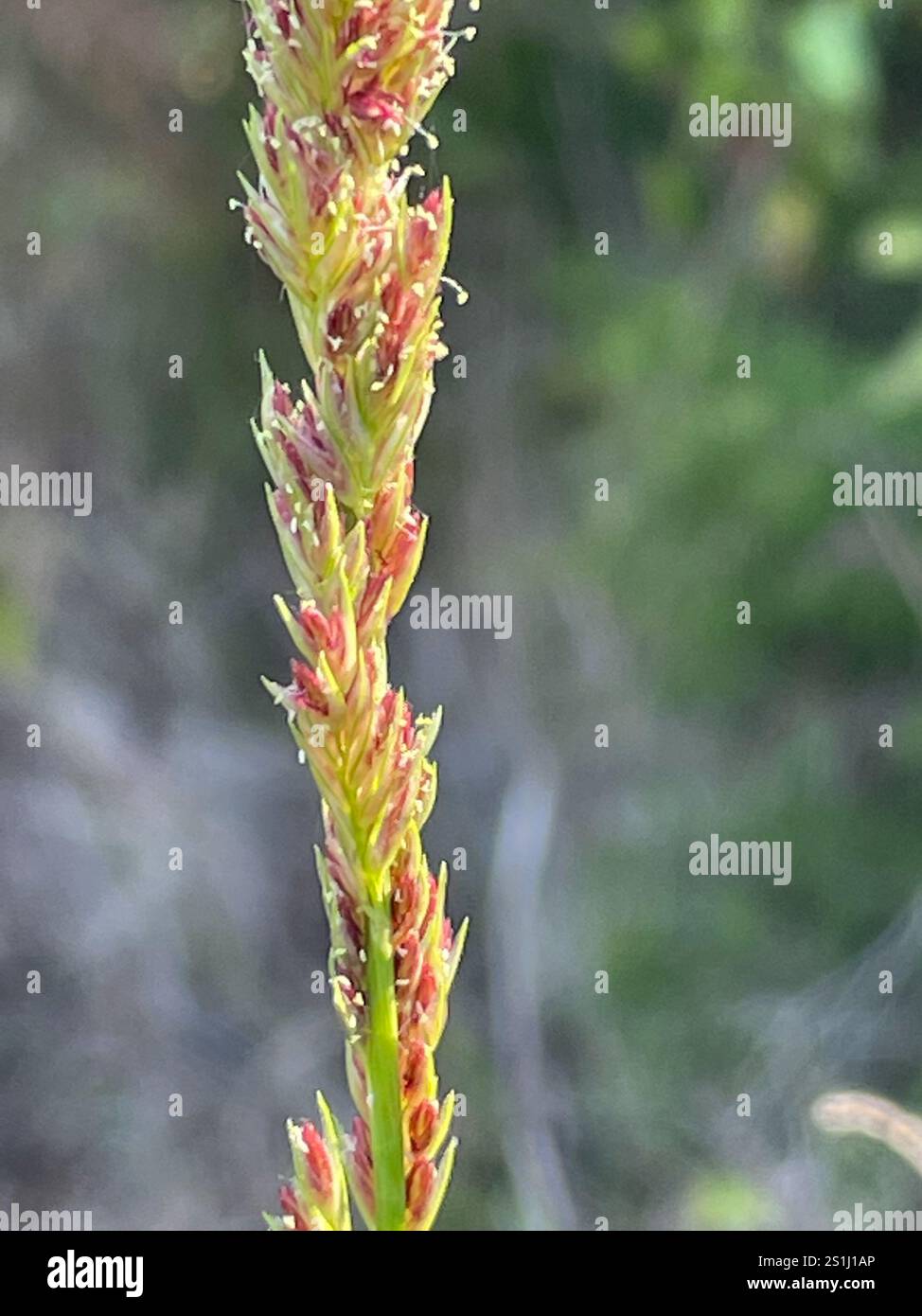 Longspike Tridens (Tridens strictus Stock Photo - Alamy