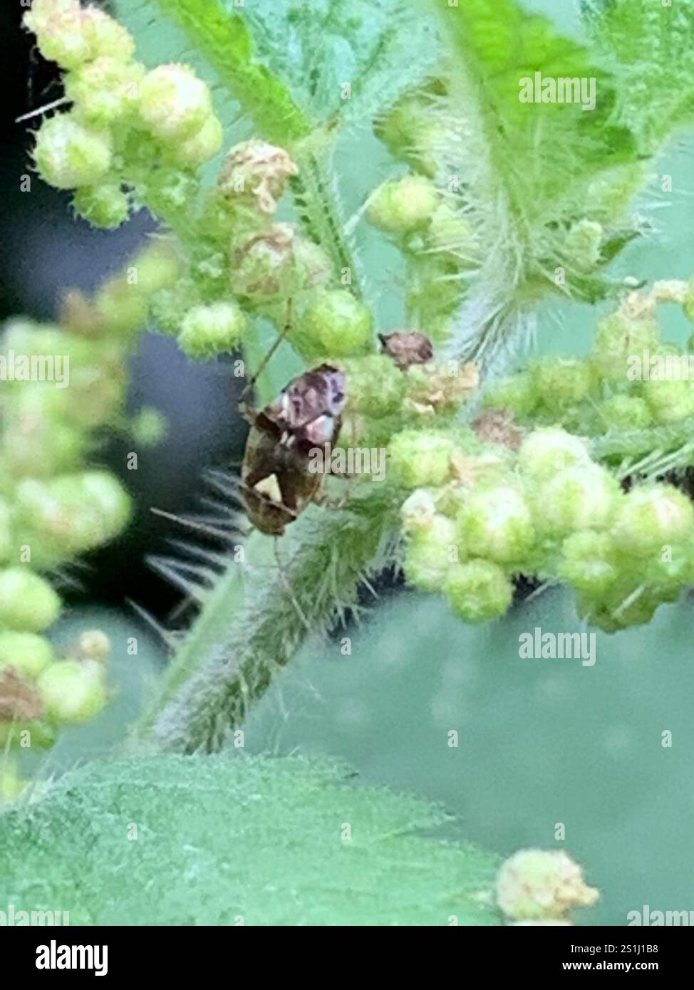 Three Spotted Nettle Bug (Liocoris tripustulatus Stock Photo - Alamy