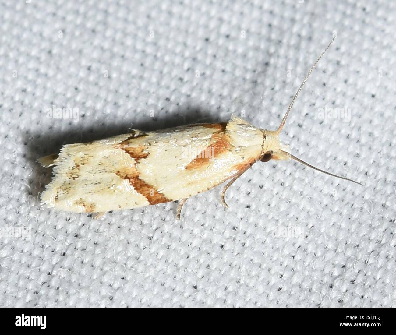 Tortricine Leafroller Moths (Tortricinae Stock Photo - Alamy
