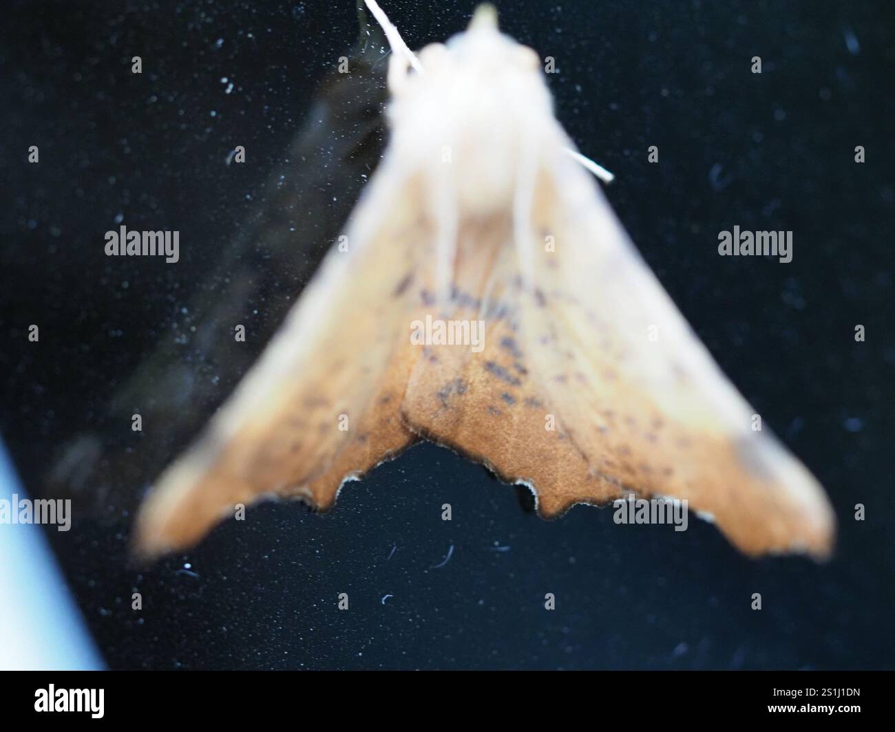 Maple Spanworm Moth (Ennomos magnaria Stock Photo - Alamy