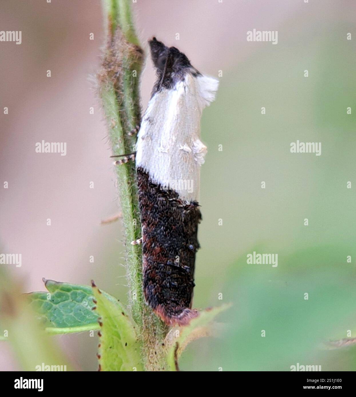 Garden Rose Tortrix (Acleris variegana Stock Photo - Alamy