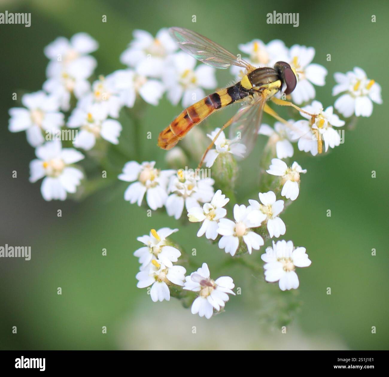 Common Globetail (Sphaerophoria scripta Stock Photo - Alamy