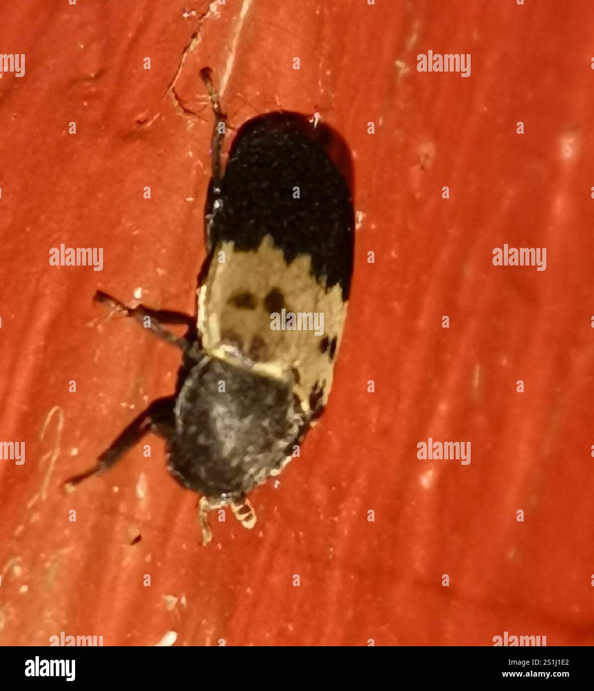 Larder Beetle (Dermestes lardarius Stock Photo - Alamy