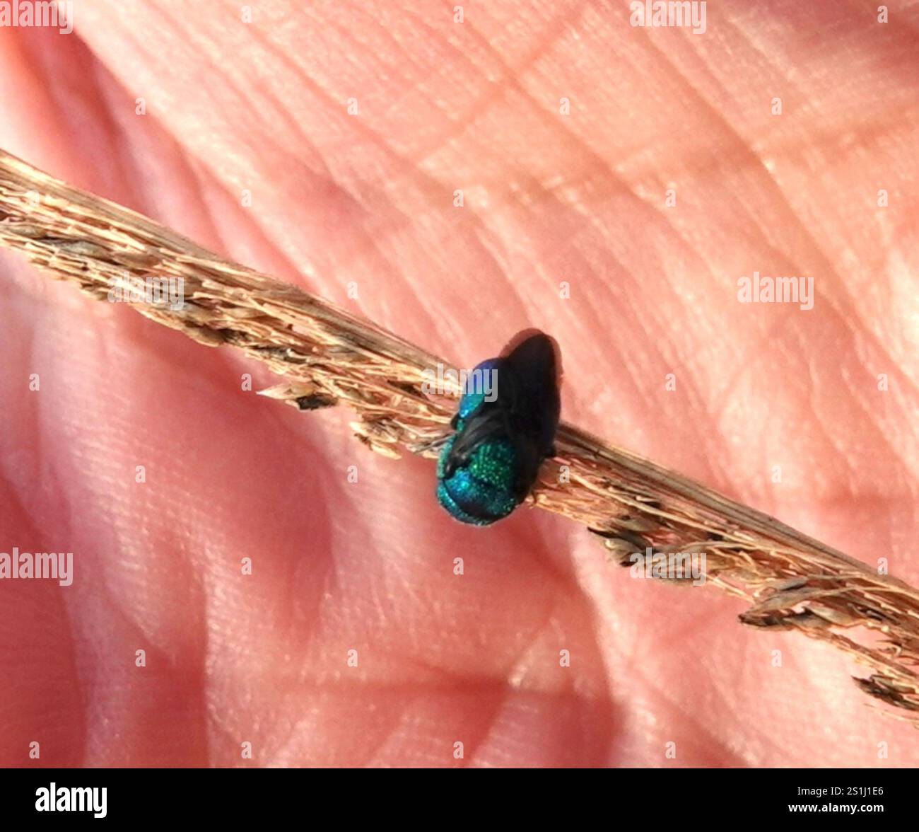 Cuckoo Wasps (Chrysididae Stock Photo - Alamy
