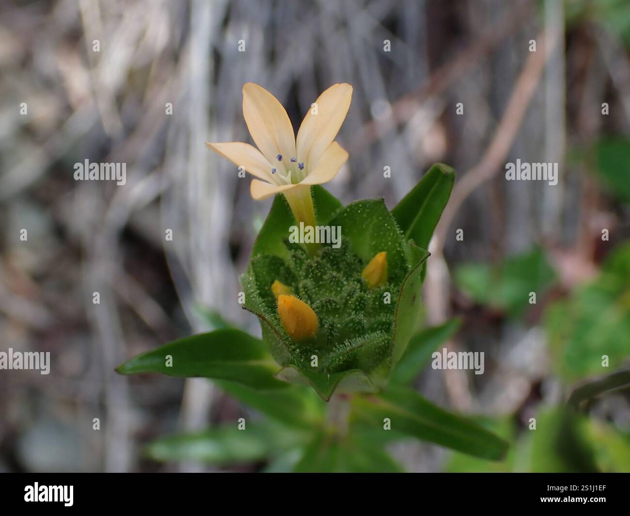 grand collomia (Collomia grandiflora Stock Photo - Alamy
