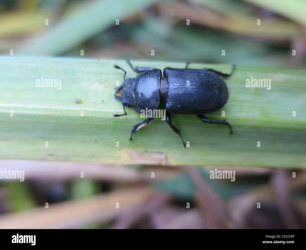 Lesser Stag Beetle (Dorcus parallelipipedus Stock Photo - Alamy