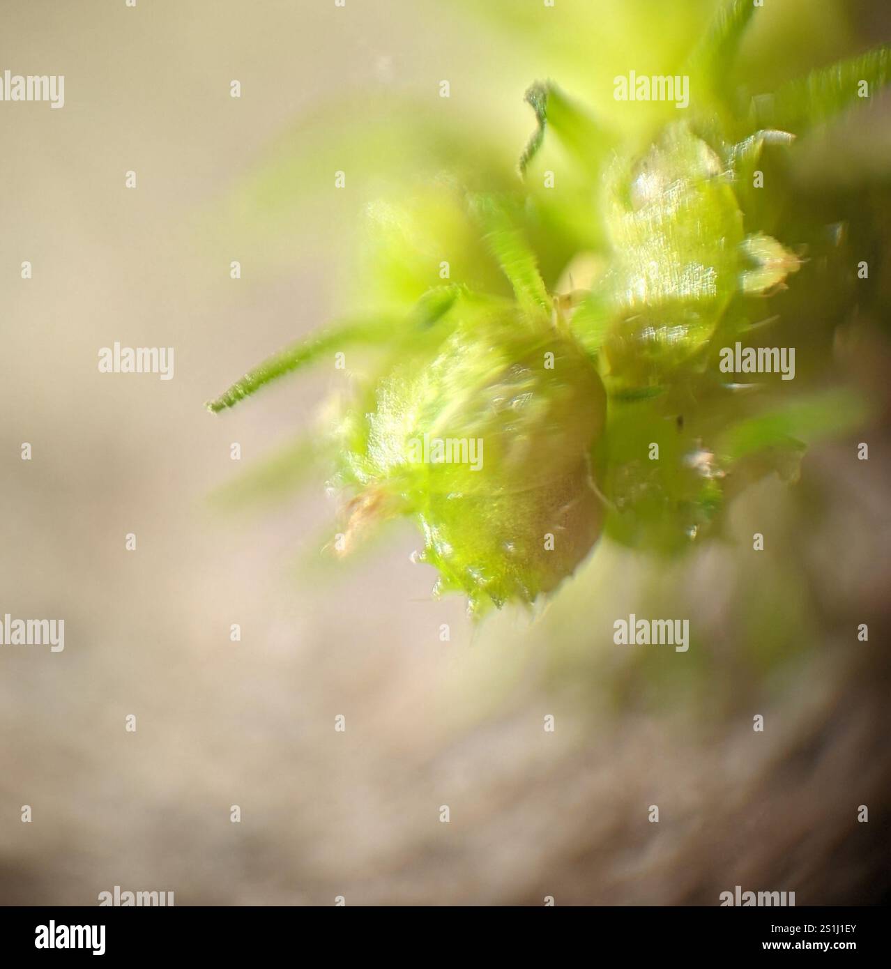 Cuban copperleaf (Acalypha setosa Stock Photo - Alamy