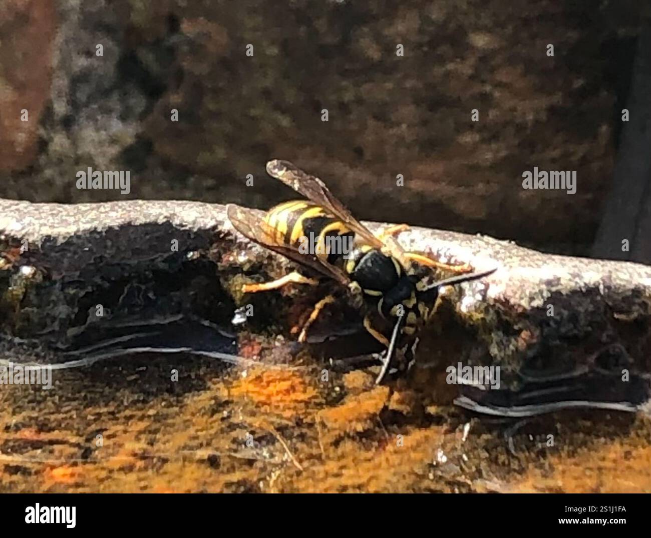 Common European Yellowjacket (Vespula vulgaris Stock Photo - Alamy