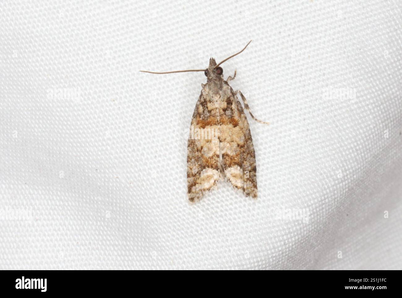 Red-striped Needleworm Moth (Epinotia radicana Stock Photo - Alamy