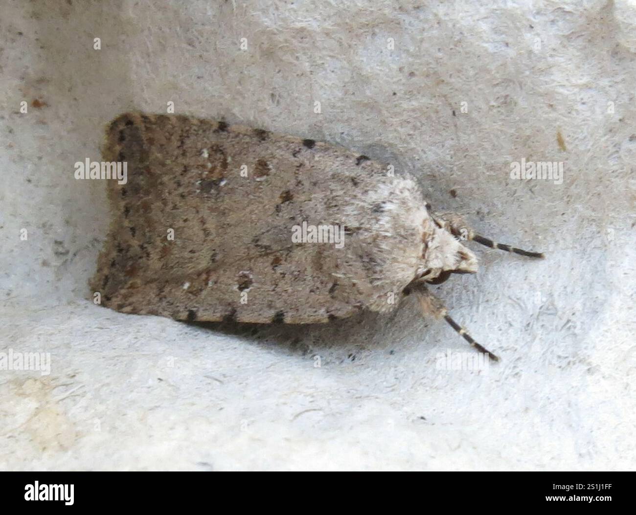Pale Mottled Willow Moth (Caradrina clavipalpis Stock Photo - Alamy