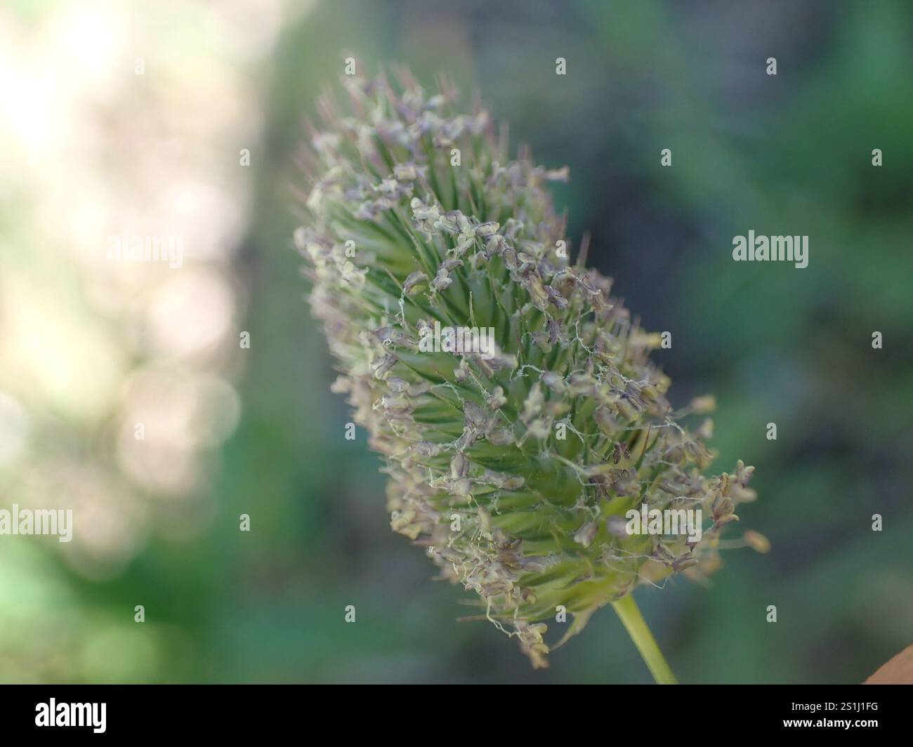 Alpine Timothy (Phleum alpinum Stock Photo - Alamy