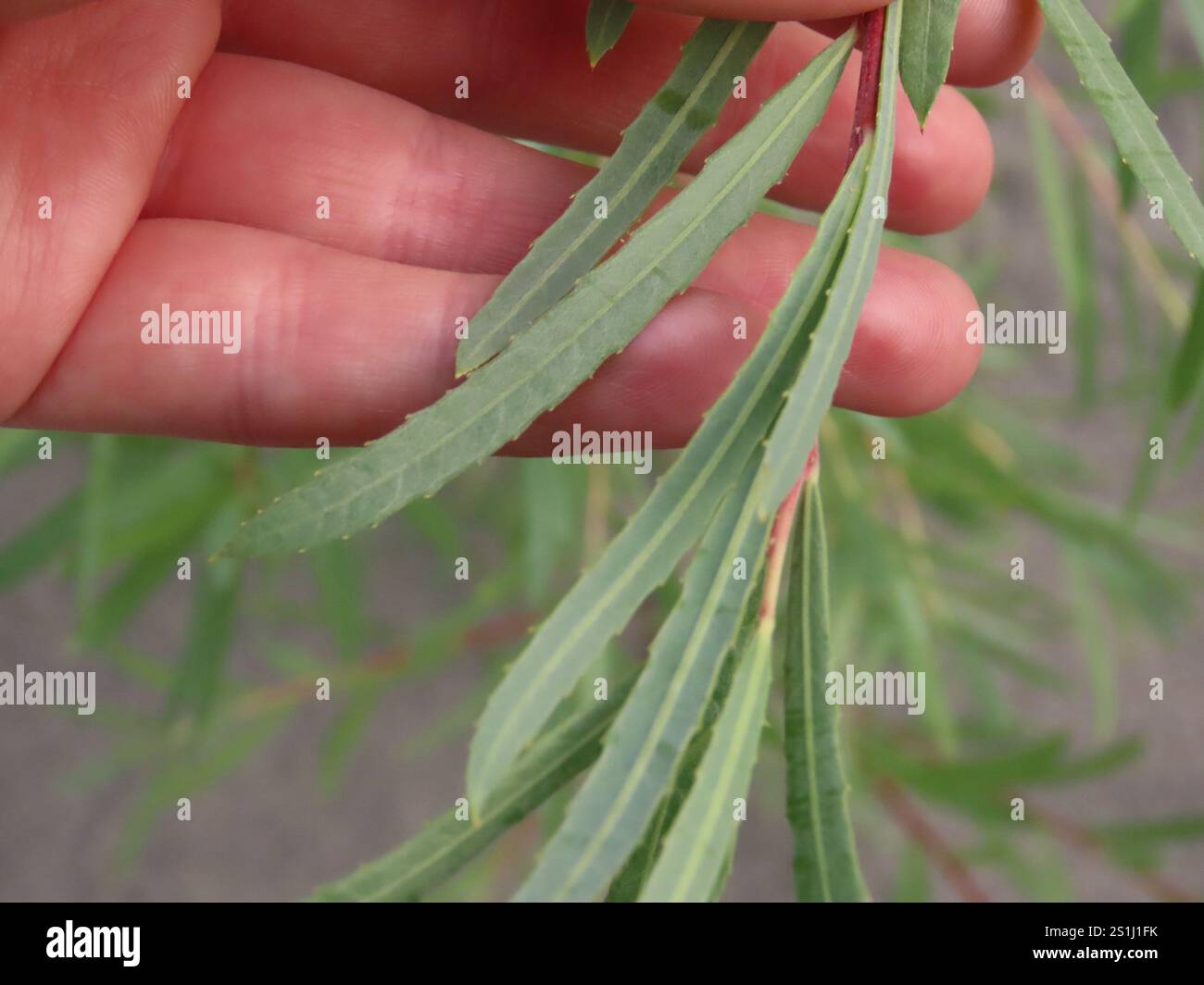 interior sandbar willow (Salix interior Stock Photo - Alamy