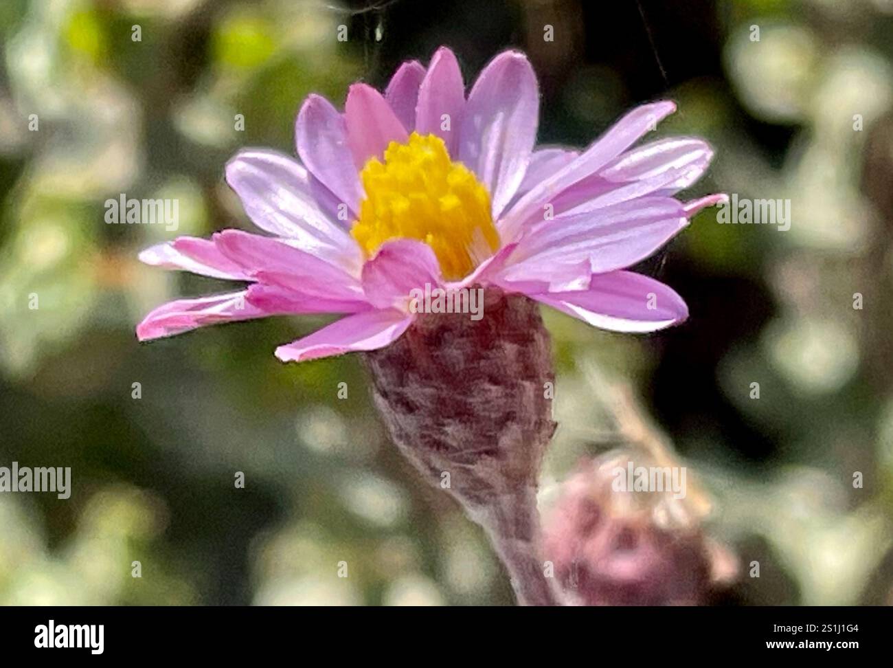 California Aster (Corethrogyne filaginifolia Stock Photo - Alamy