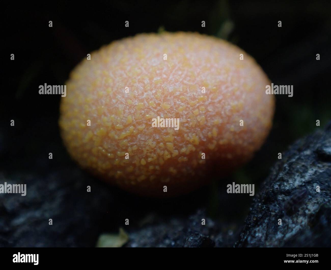 Wolf's Milk (Lycogala epidendrum Stock Photo - Alamy