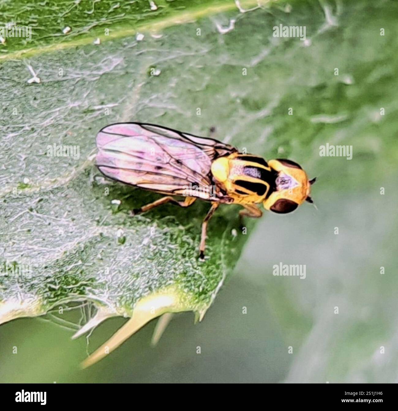 Chlorops hi-res stock photography and images - Alamy