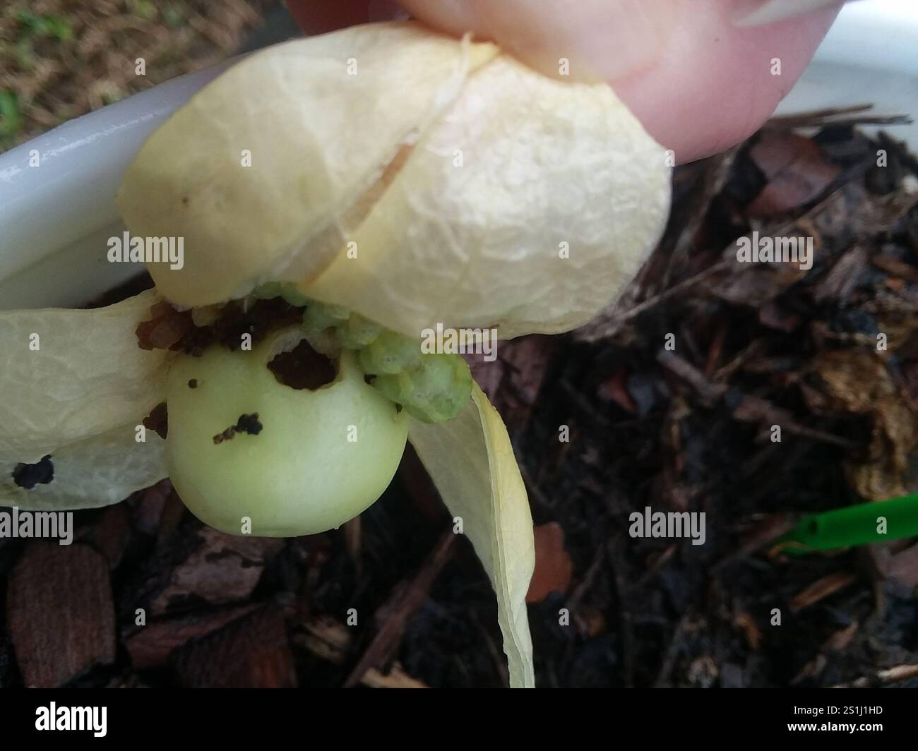 Pickleworm Moth (Diaphania nitidalis Stock Photo - Alamy