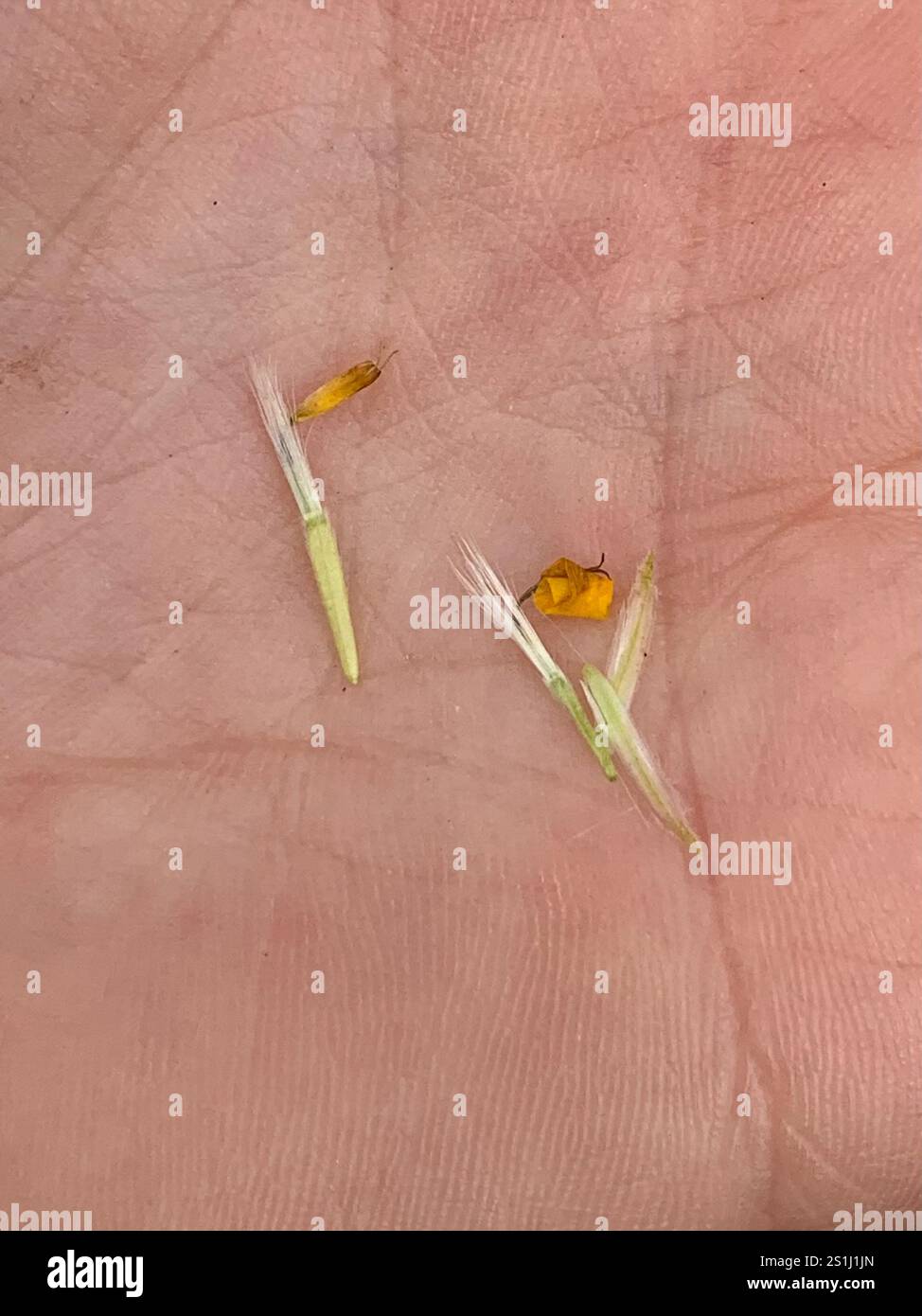 Bloomer's goldenbush (Ericameria bloomeri Stock Photo - Alamy