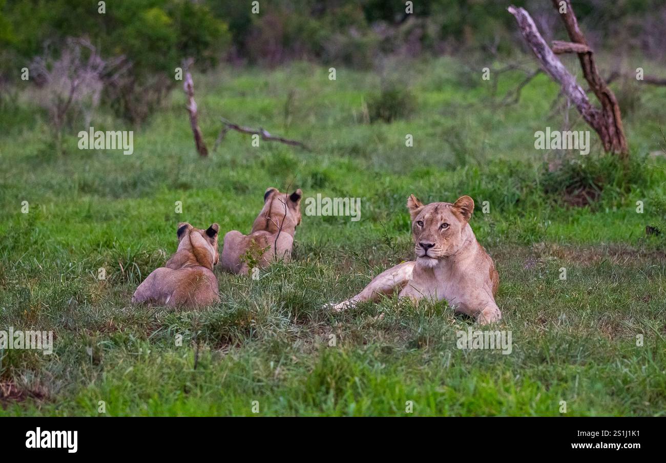 Lions (Panthera leo) often hunt in groups at National Parks in South ...