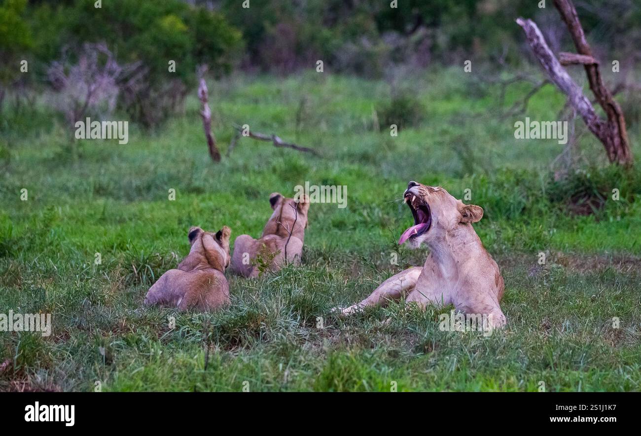 Lions (Panthera leo) often hunt in groups at National Parks in South ...