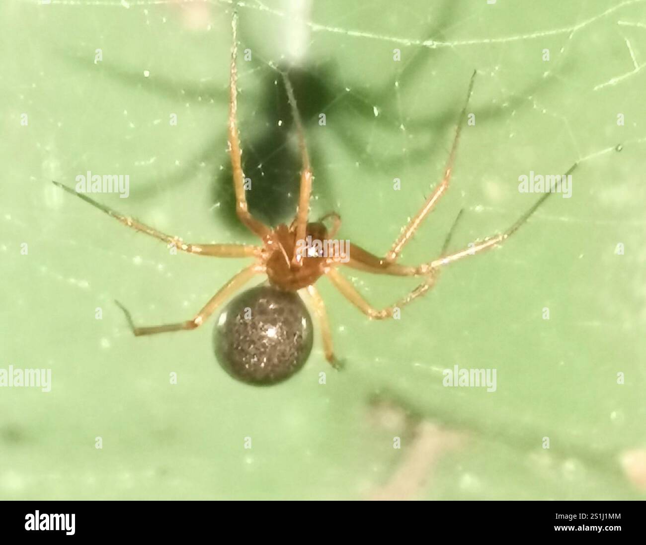 Common sheetweb spider (Linyphia triangularis Stock Photo - Alamy