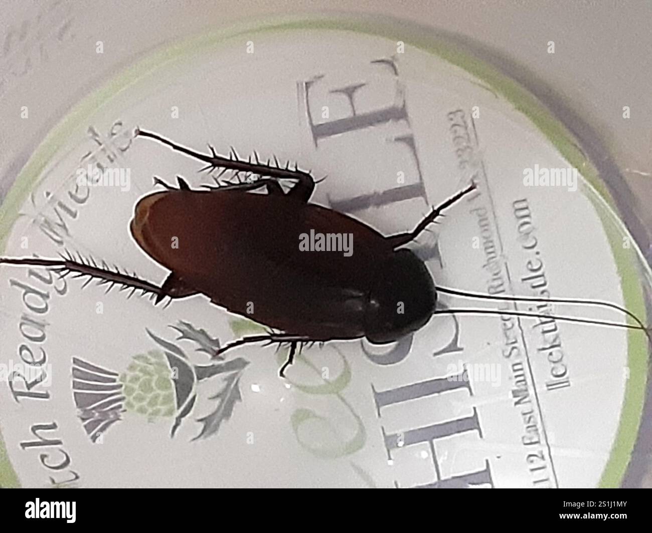 Typical Cockroaches and Termites (Blattoidea Stock Photo - Alamy