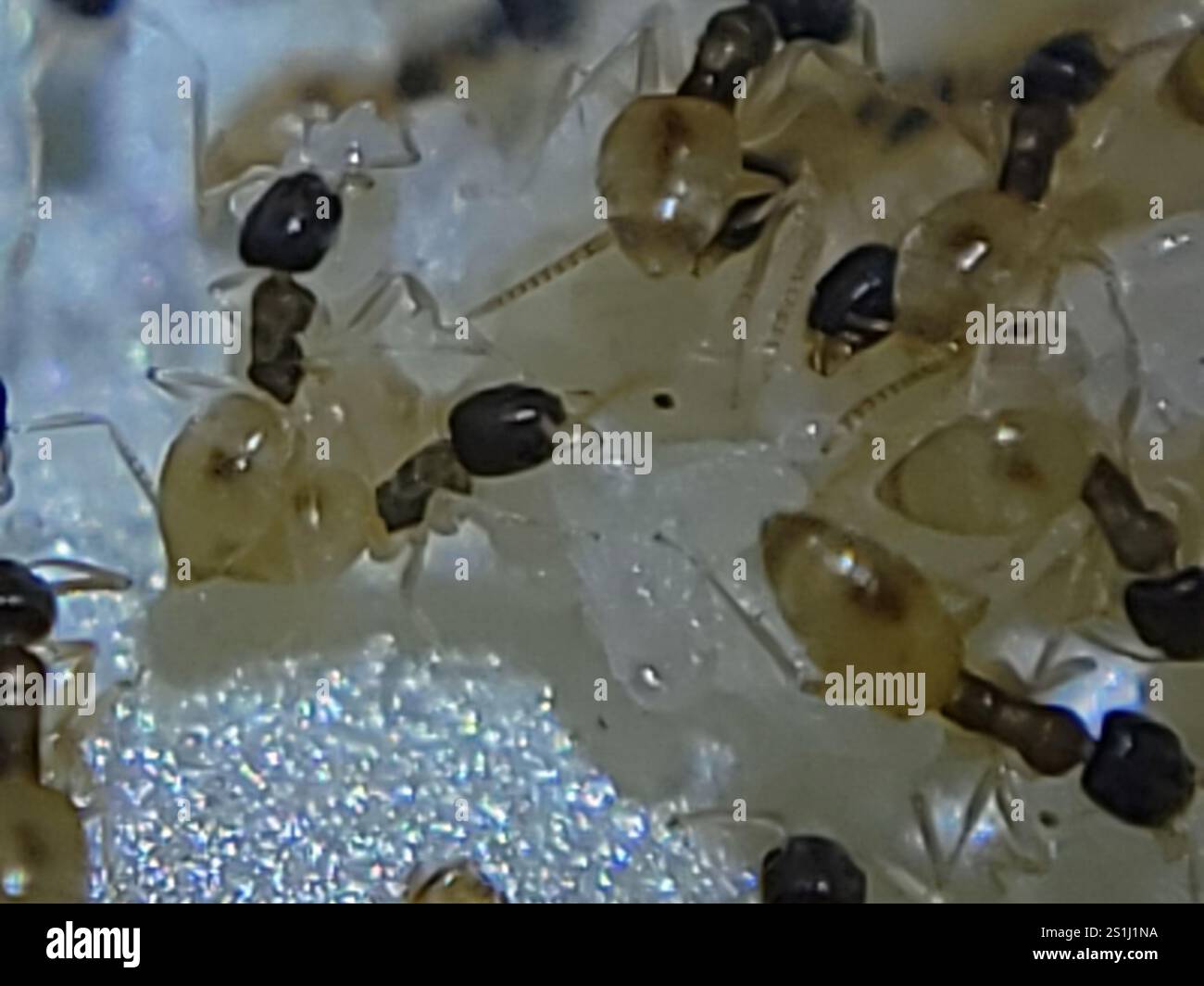 Ghost Ant (Tapinoma melanocephalum Stock Photo - Alamy