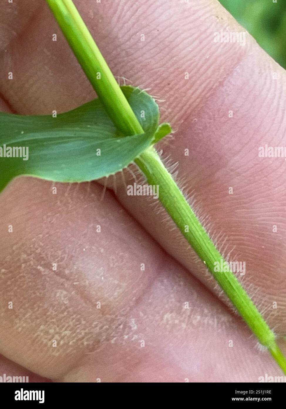 small carpetgrass (Arthraxon hispidus Stock Photo - Alamy