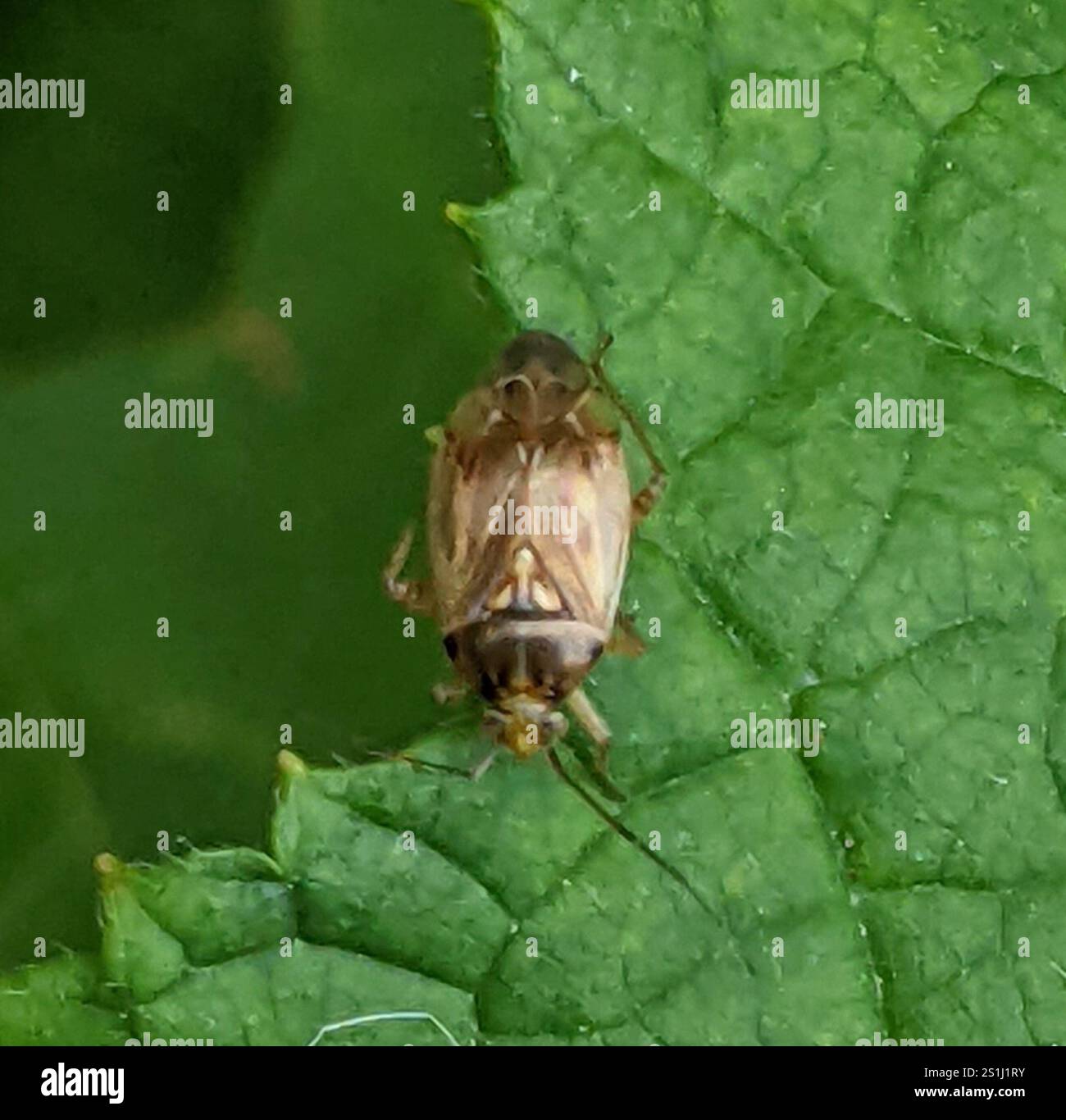 North American Tarnished Plant Bug (Lygus lineolaris Stock Photo - Alamy