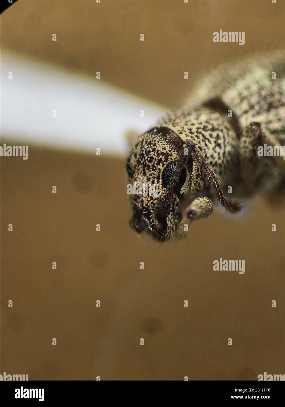 Imported Long-horned Weevil (Calomycterus setarius Stock Photo - Alamy