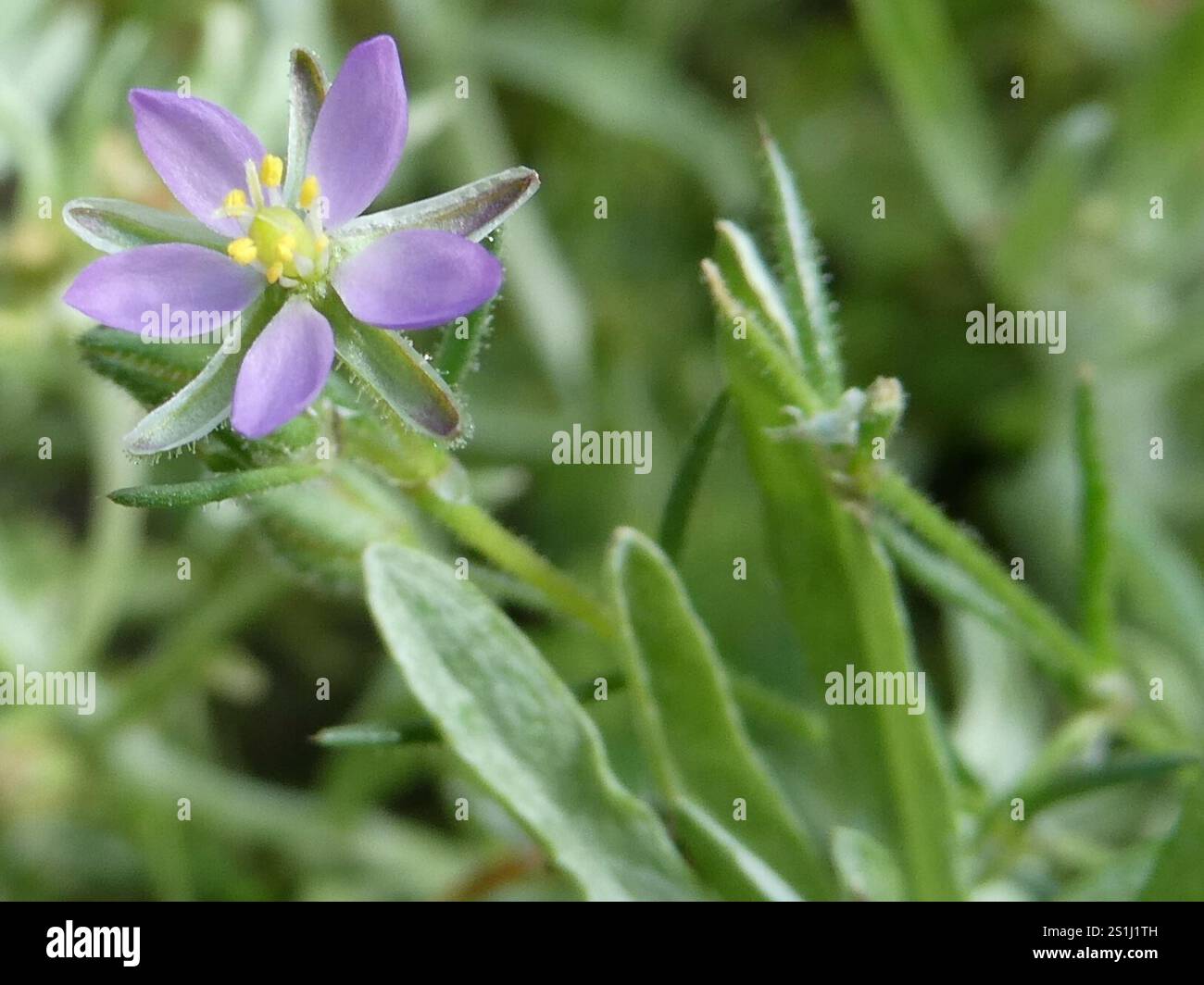 Red Sand Spurrey (Spergularia rubra Stock Photo - Alamy