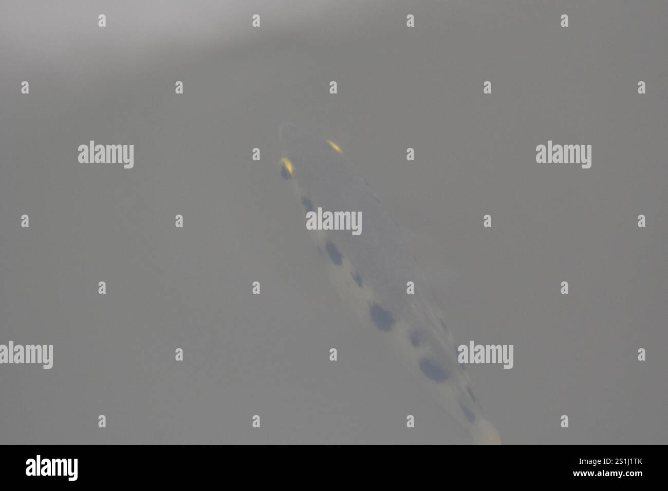 Spotted Archerfish (Toxotes chatareus Stock Photo - Alamy