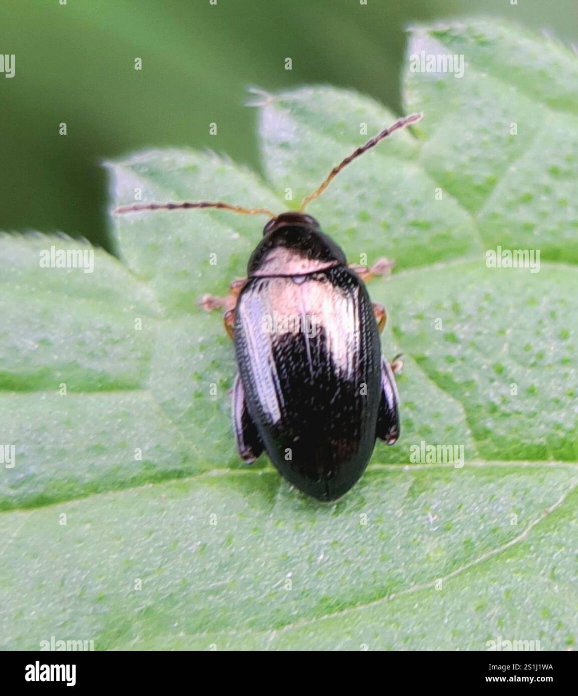 Flea Beetles (Alticini Stock Photo - Alamy
