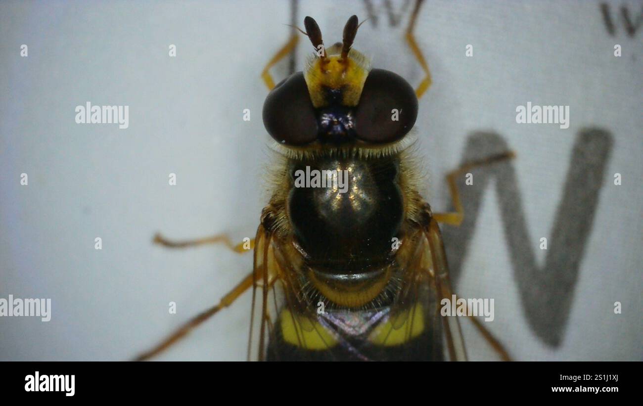 Black-tailed Aphideater (Eupeodes luniger Stock Photo - Alamy