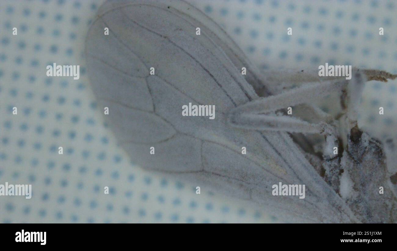 Dusty-winged Lacewings (Coniopterygidae Stock Photo - Alamy