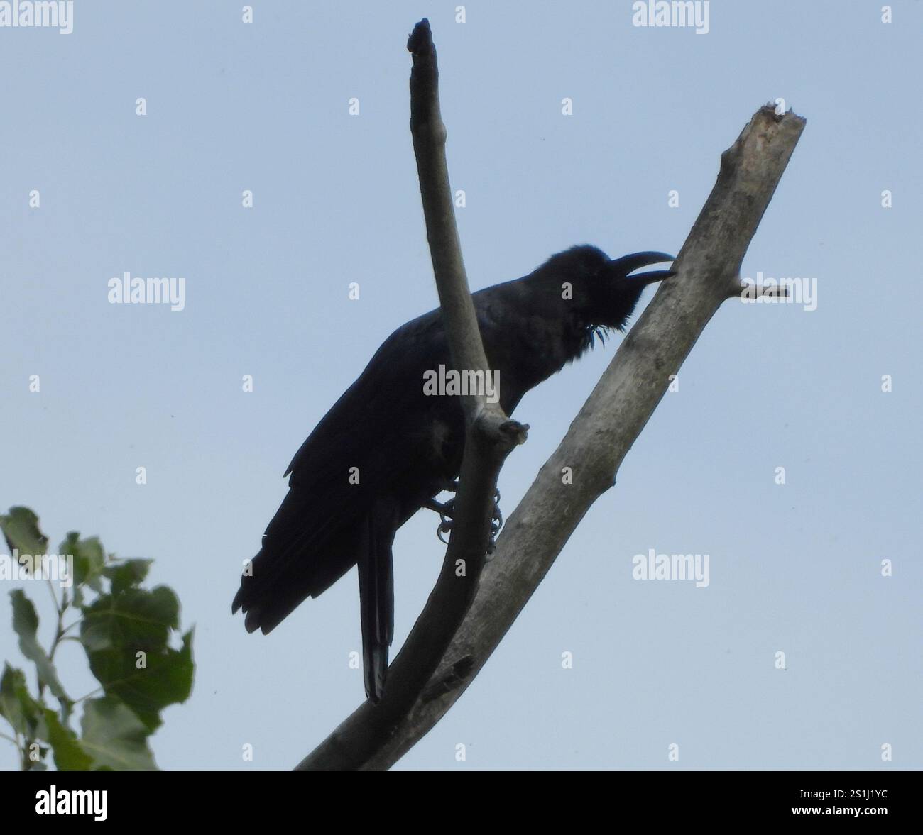 Large-billed Crow (Corvus macrorhynchos Stock Photo - Alamy