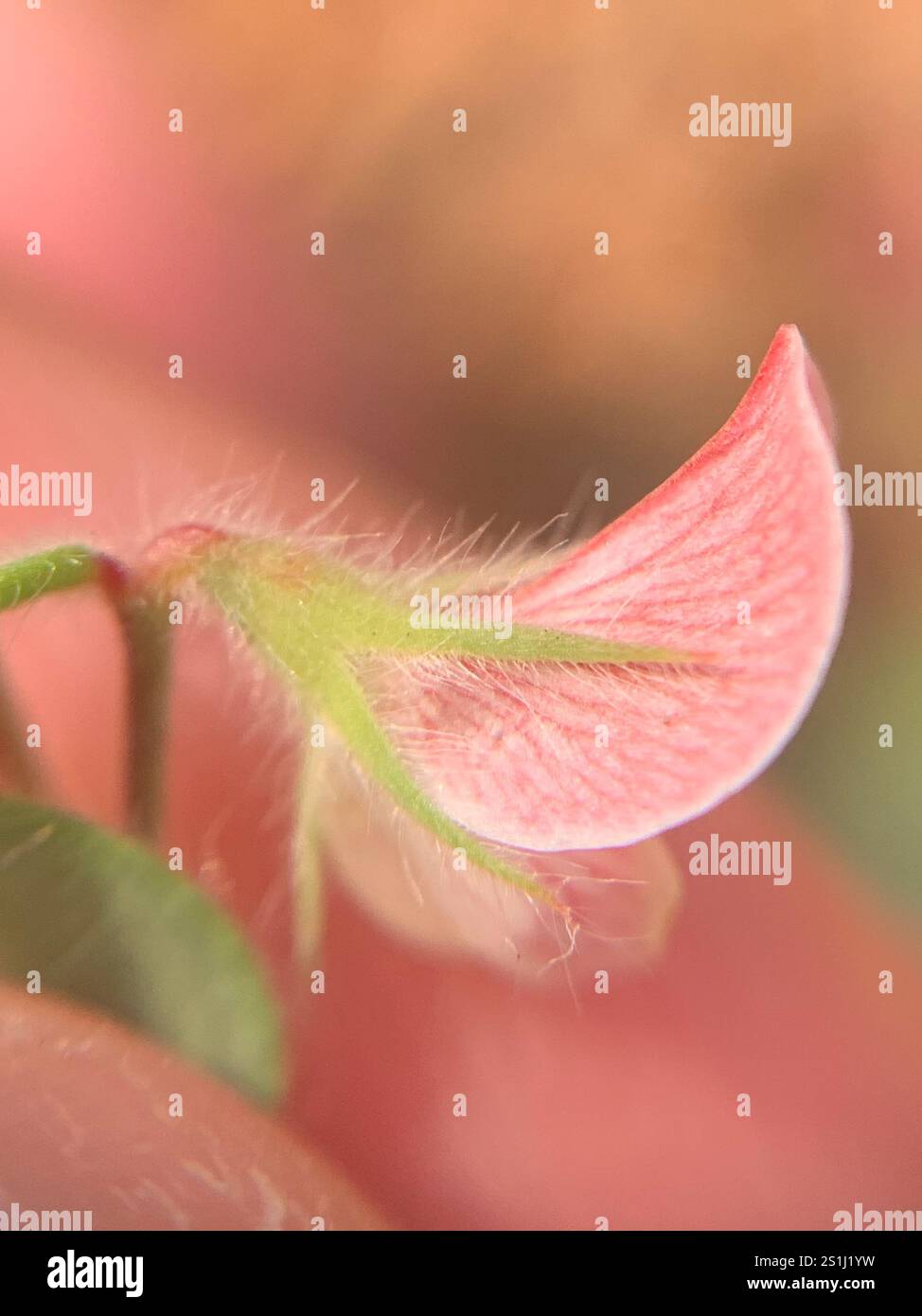 Spanish clover (Acmispon americanus Stock Photo - Alamy