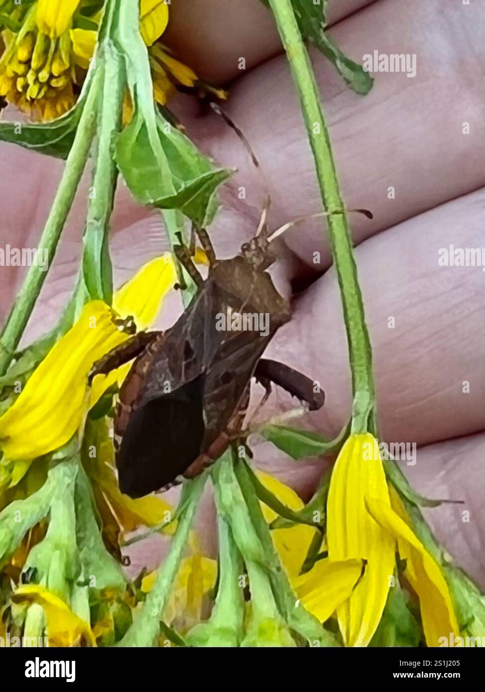 Helmeted Squash Bug (Euthochtha galeator Stock Photo - Alamy