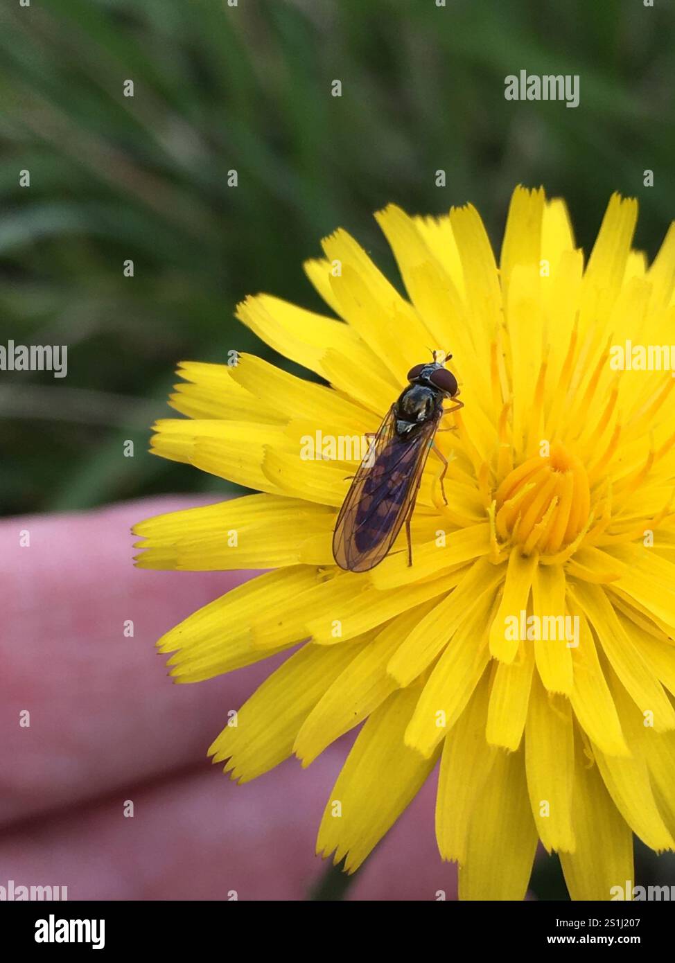 Variable Duskyface Fly (Melanostoma mellinum Stock Photo - Alamy