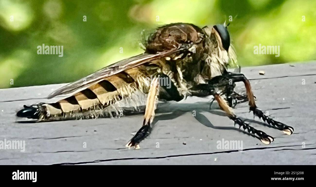 Red-footed Cannibal Fly (Promachus rufipes Stock Photo - Alamy