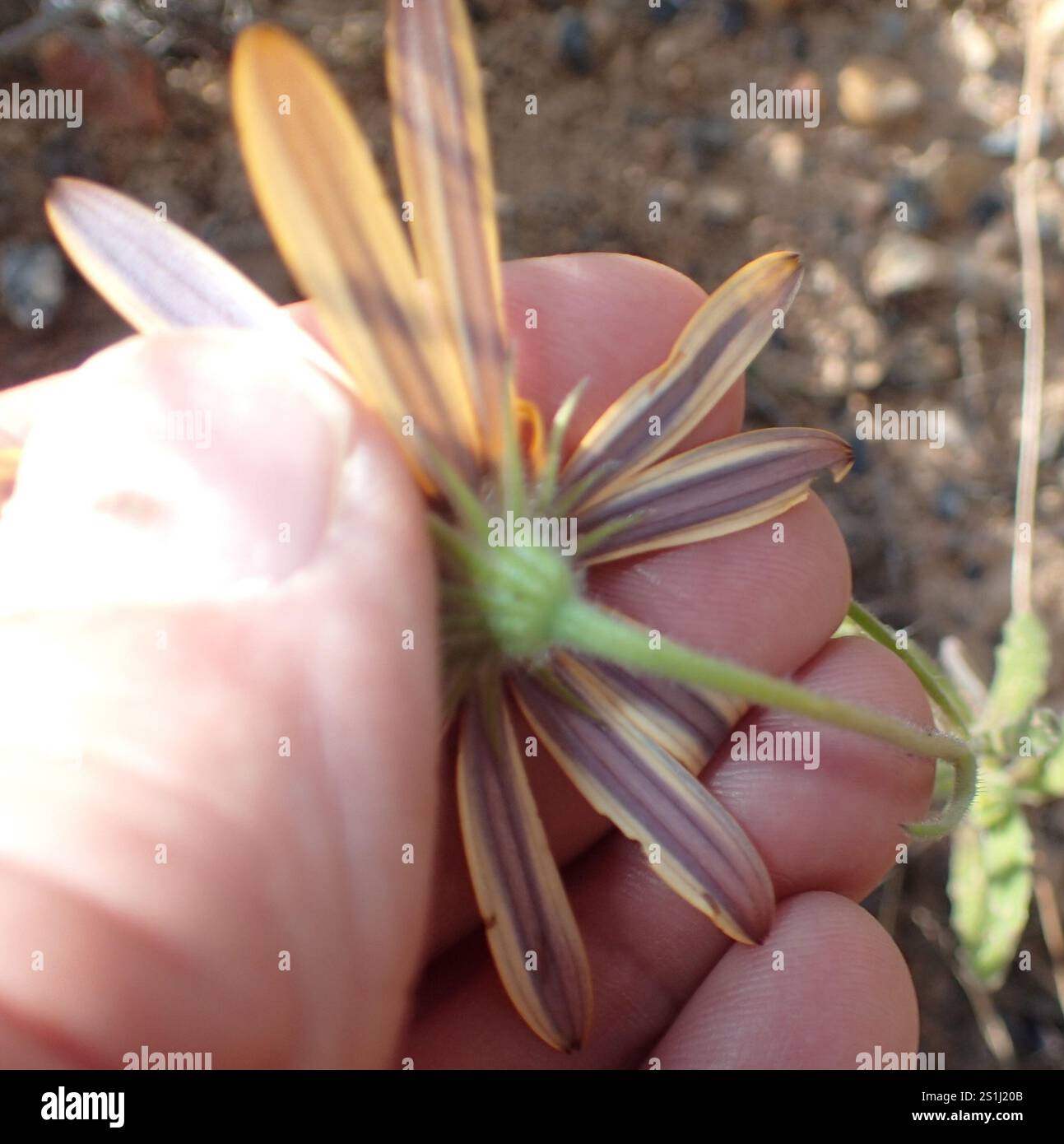 Cape marigold (Dimorphotheca sinuata Stock Photo - Alamy