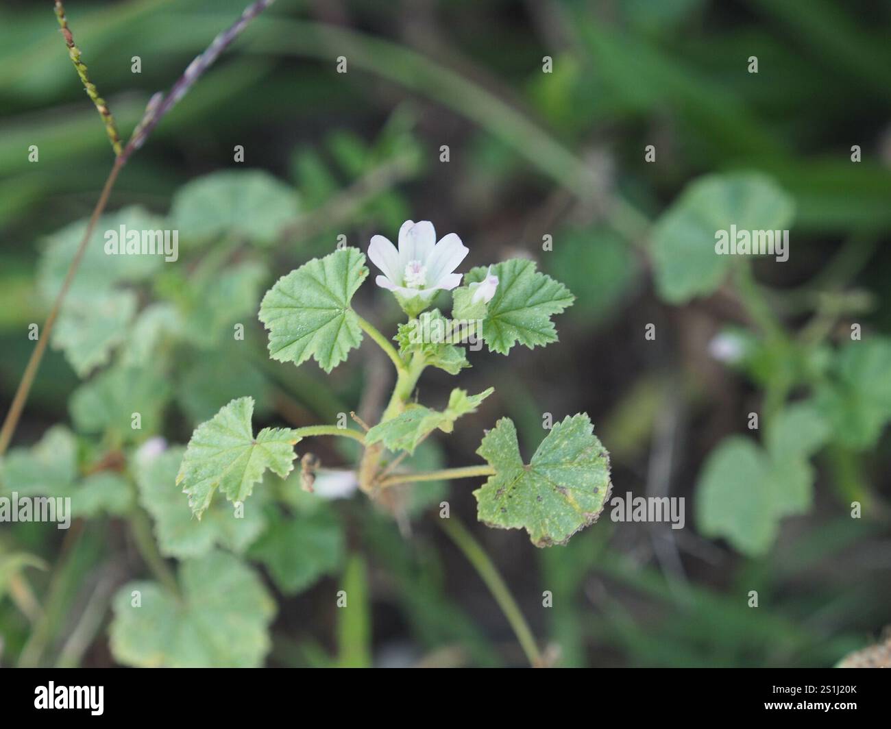 dwarf mallow (Malva neglecta Stock Photo - Alamy