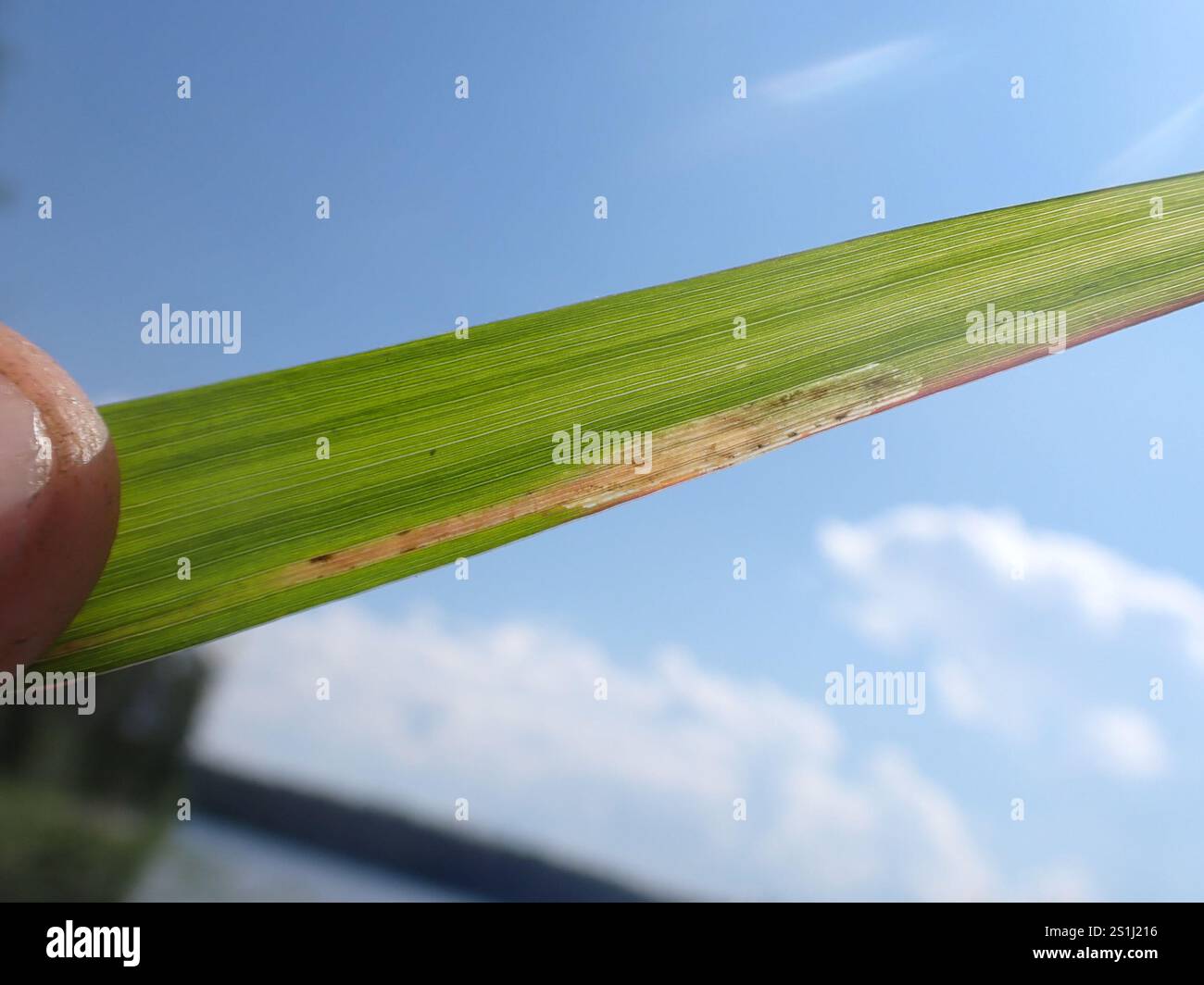 Winged and Once-winged Insects (Pterygota Stock Photo - Alamy