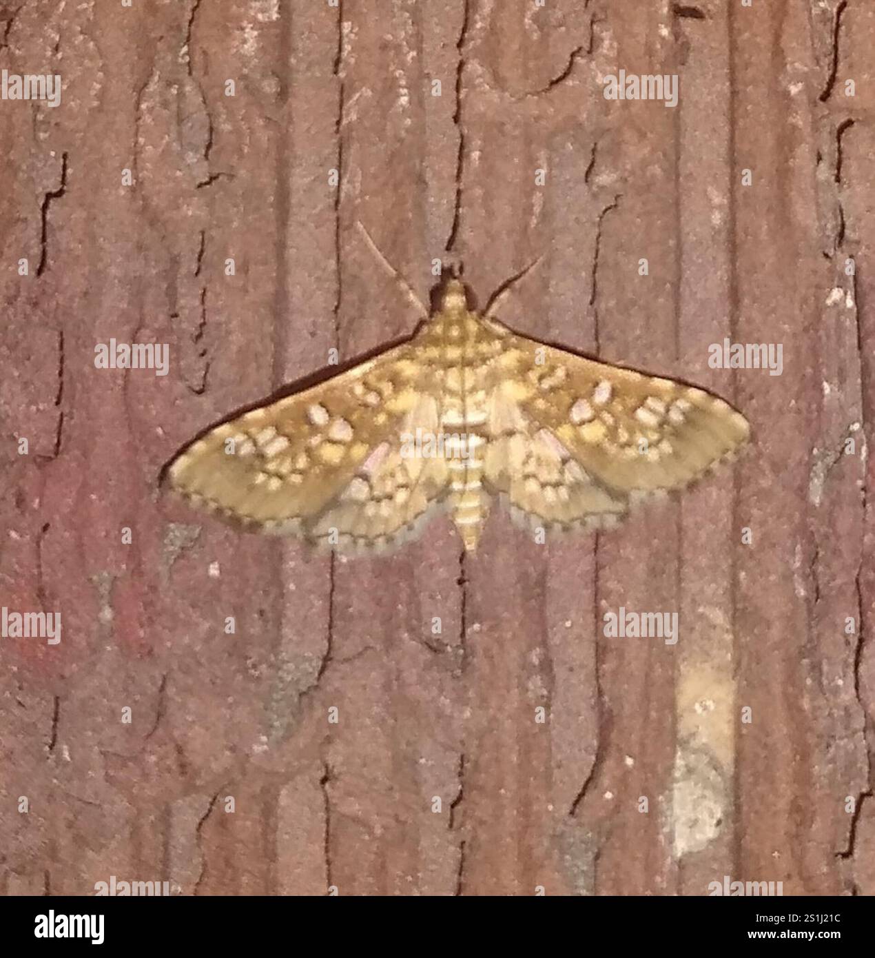 Stained-glass Moth (Samea castellalis Stock Photo - Alamy