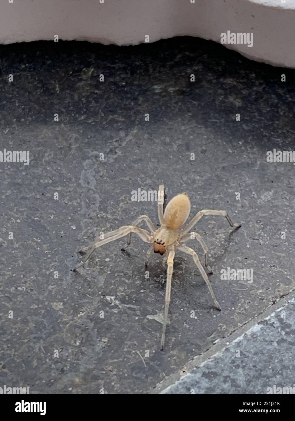 Northern Yellow Sac Spider (Cheiracanthium mildei Stock Photo - Alamy
